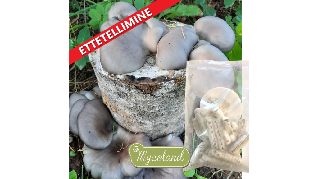 Austerserviku 30 tüüblit+vaha - Mycoland
